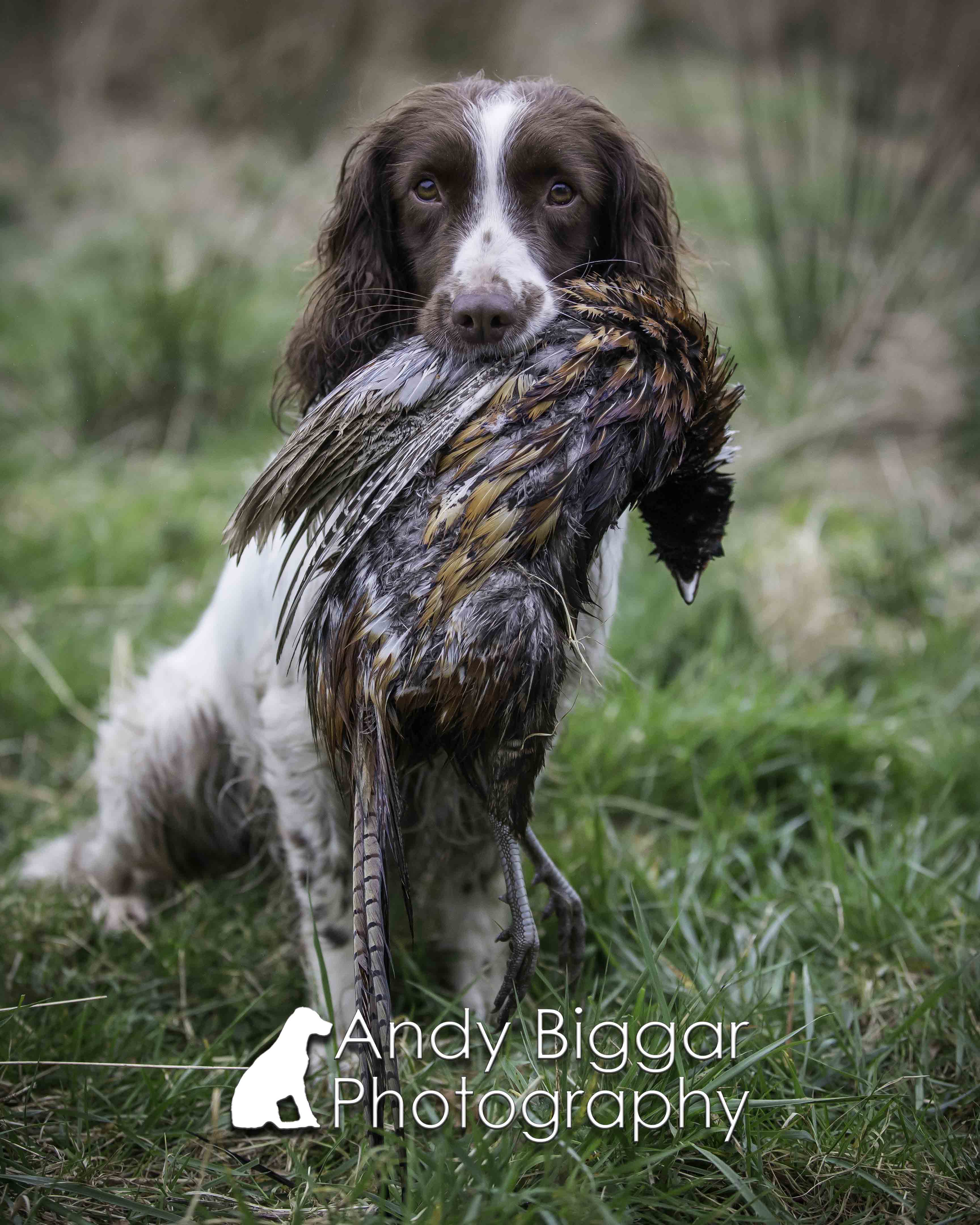 Gundog Cold Game Training with Dexter my Springer Spaniel ...