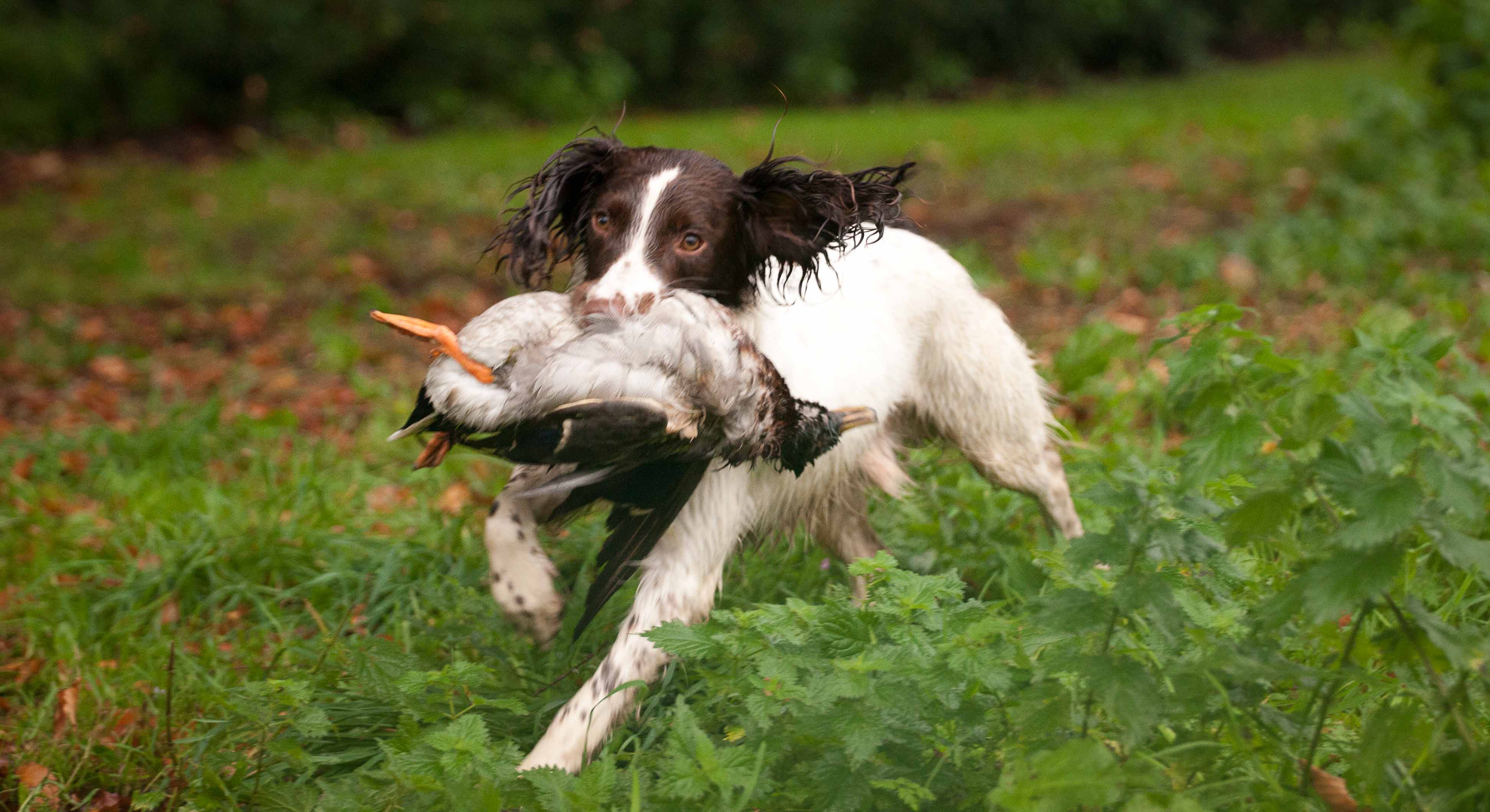Dexter my Springer Spaniel of to his new home. - Tessleymoor Gundogs