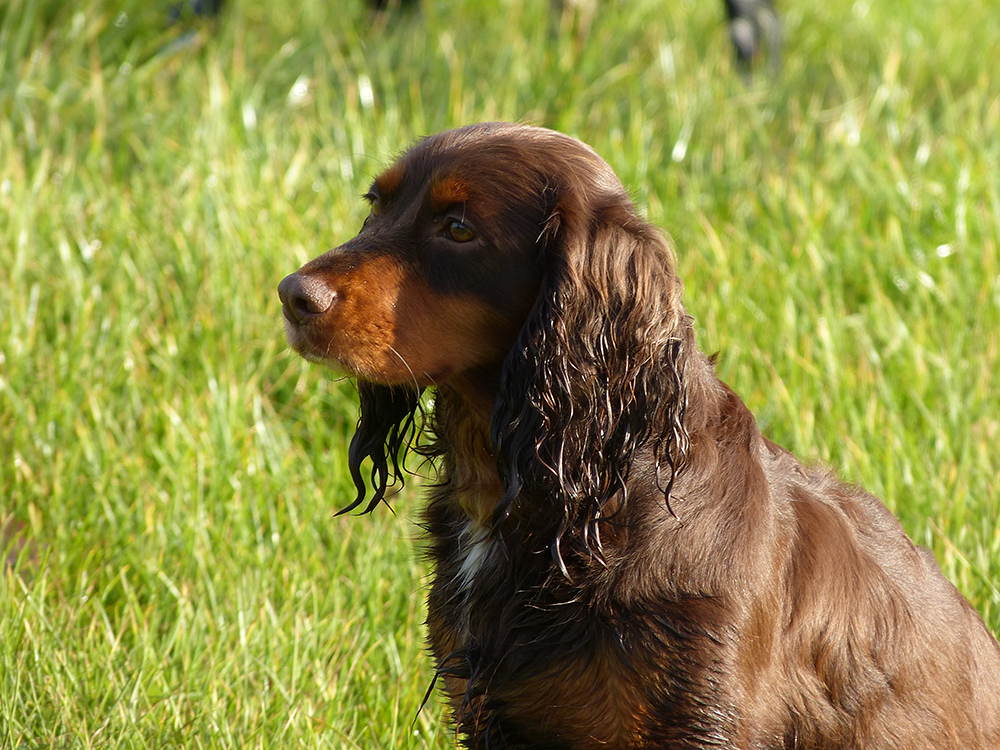 Gallery Cocker - Tessleymoor Gundogs