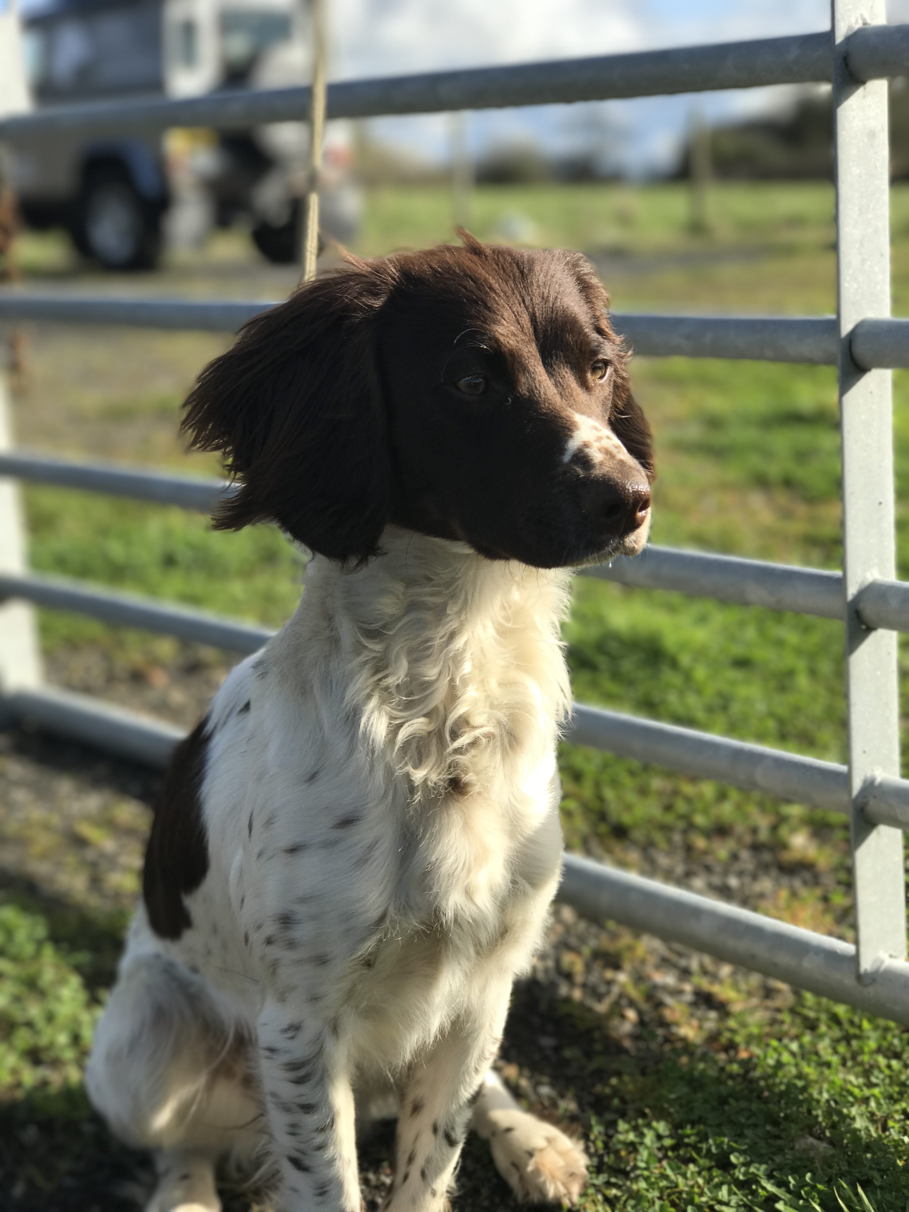 Residential Training - Harley the Springer Spaniel - Tessleymoor Gundogs
