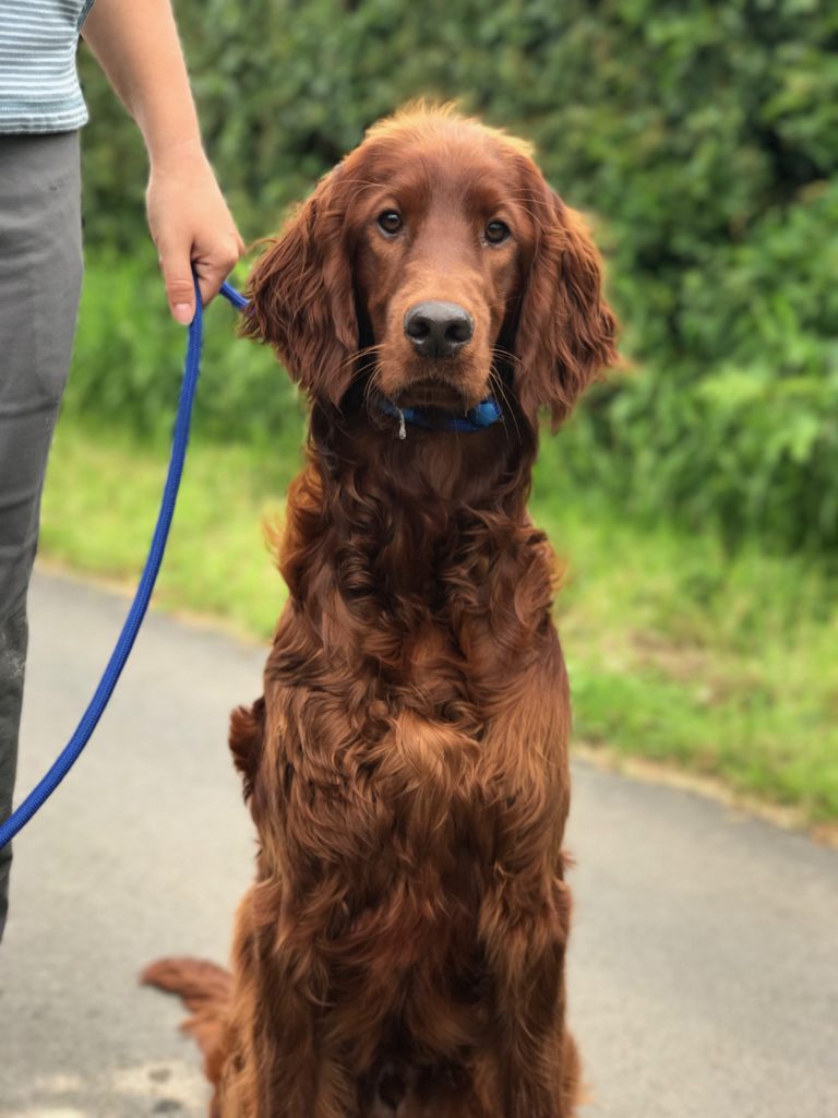 Testimonial - Gundog Training Riley the Irish Red Setter - Tessleymoor ...