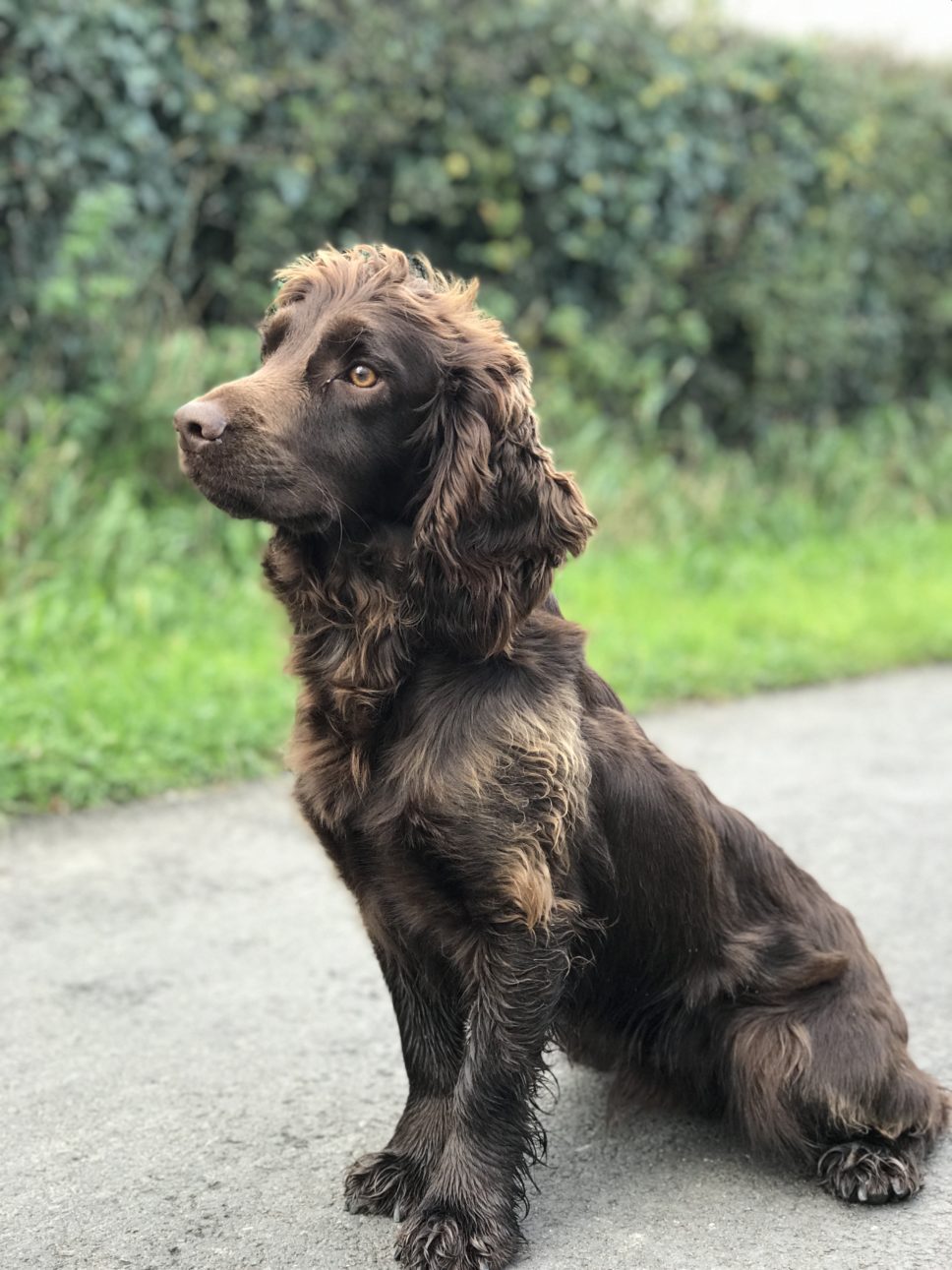Gundog training assessment with Tam the Cocker Spaniel - Tessleymoor ...