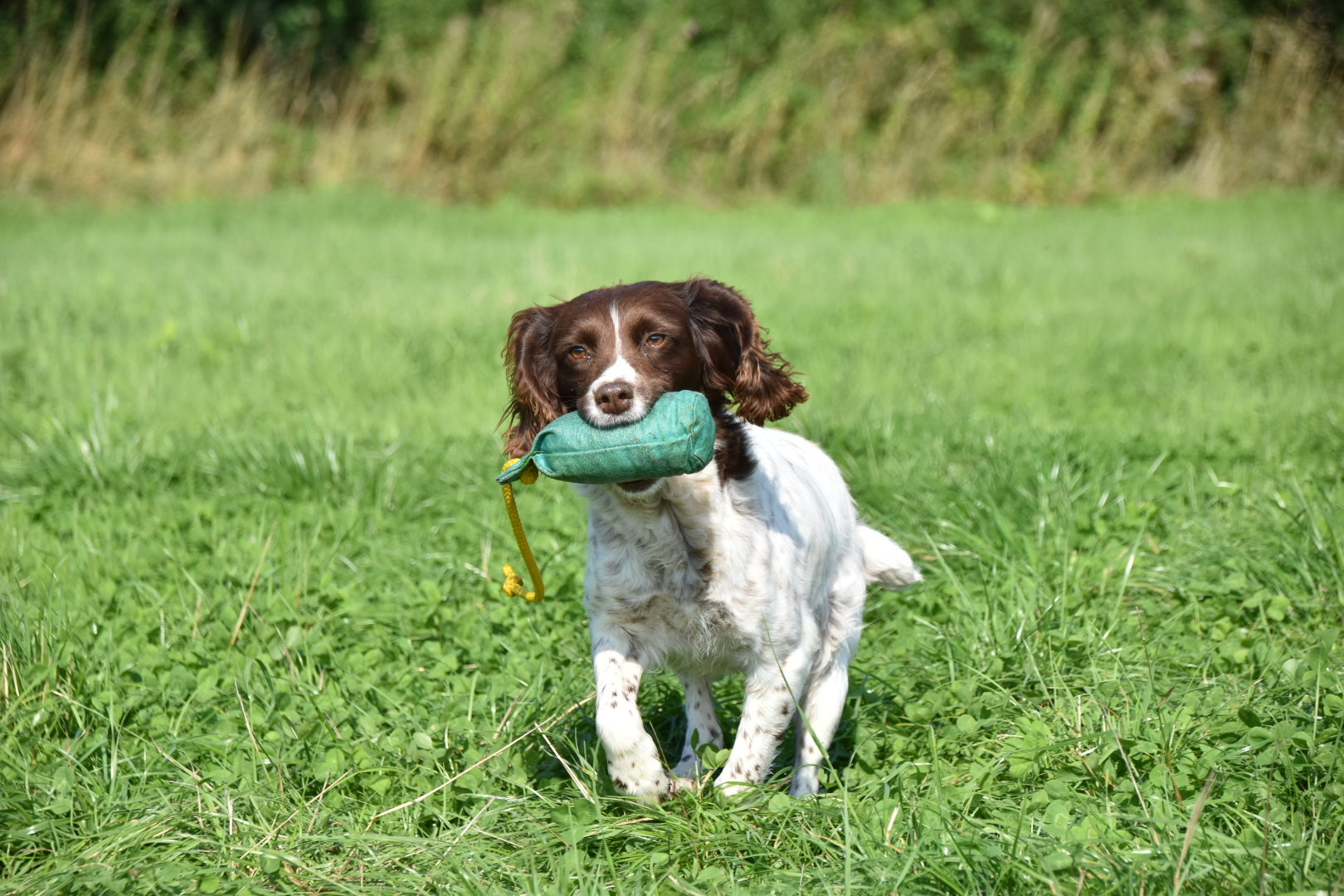 Retirement for Nell | Rescue Springer | Tessleymoor