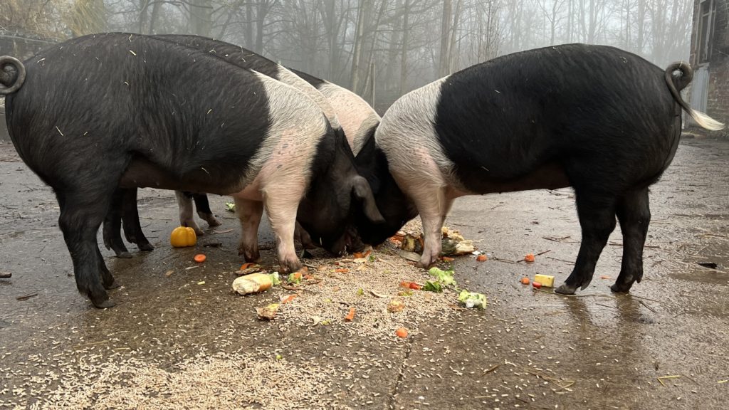 From Field To Fork | Saddleback Pigs | Tessleymoor