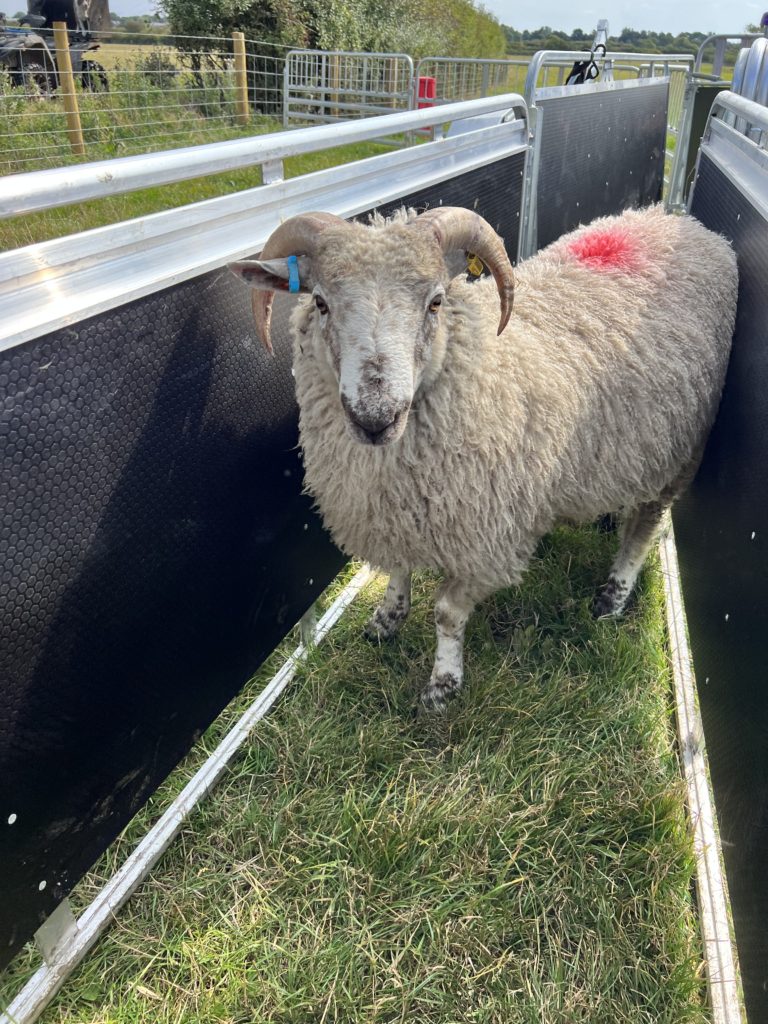 Ram Lambs Growing Well - Tessleymoor Farming, Lancashire