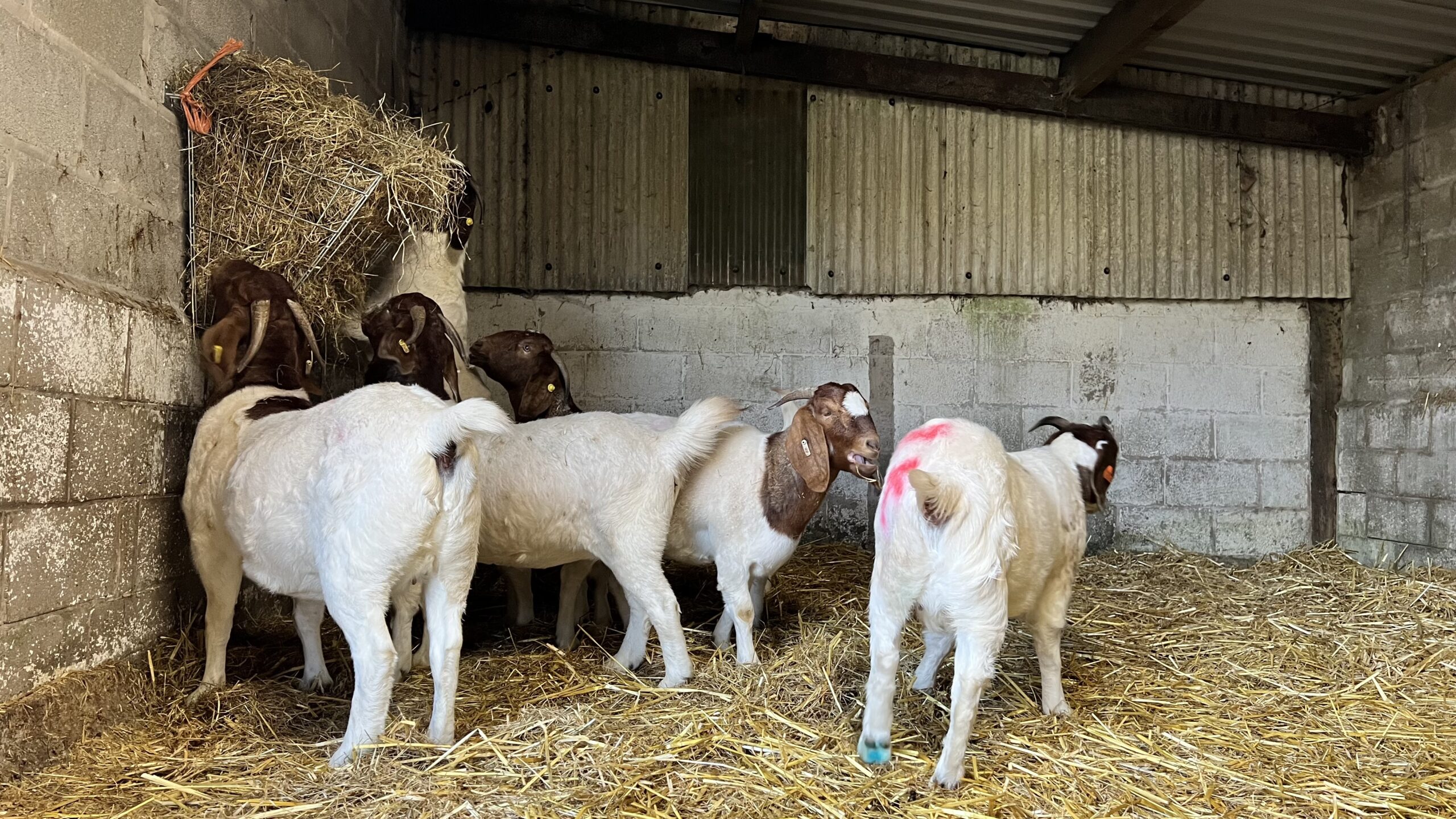 How hard is it to keep Boer Goats on Tessleymoor Farm