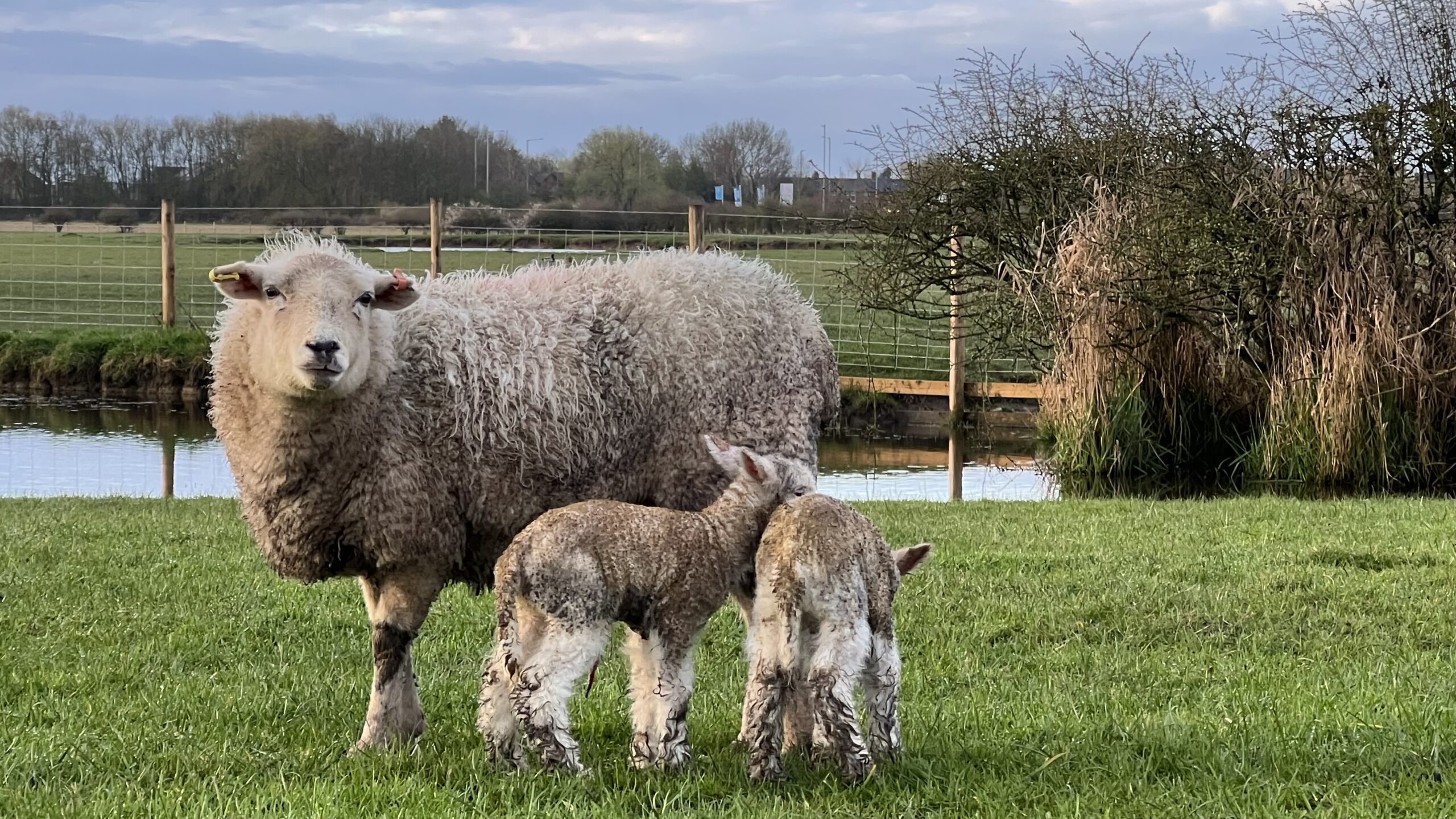 First Spring Lambs for 2023 arrive on Tessleymoor Farm