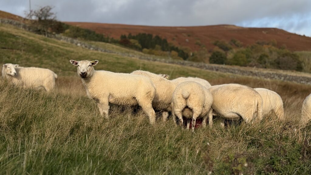 From Challenges to Confidence: How I’m Preparing the Ewes for a Strong ...